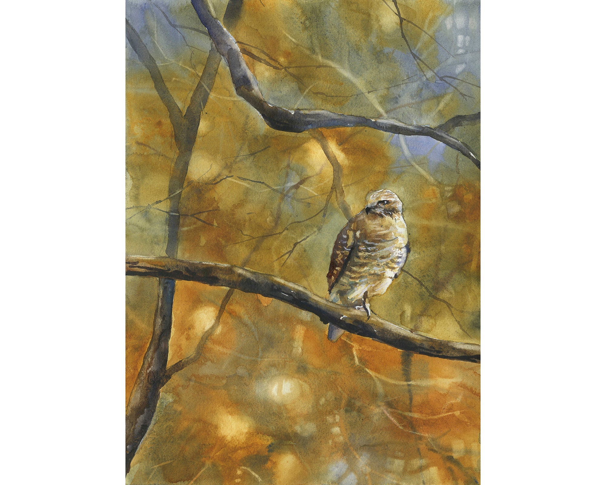 Hawk sitting on branch outside. Watercolor painting of hawk on branch ...