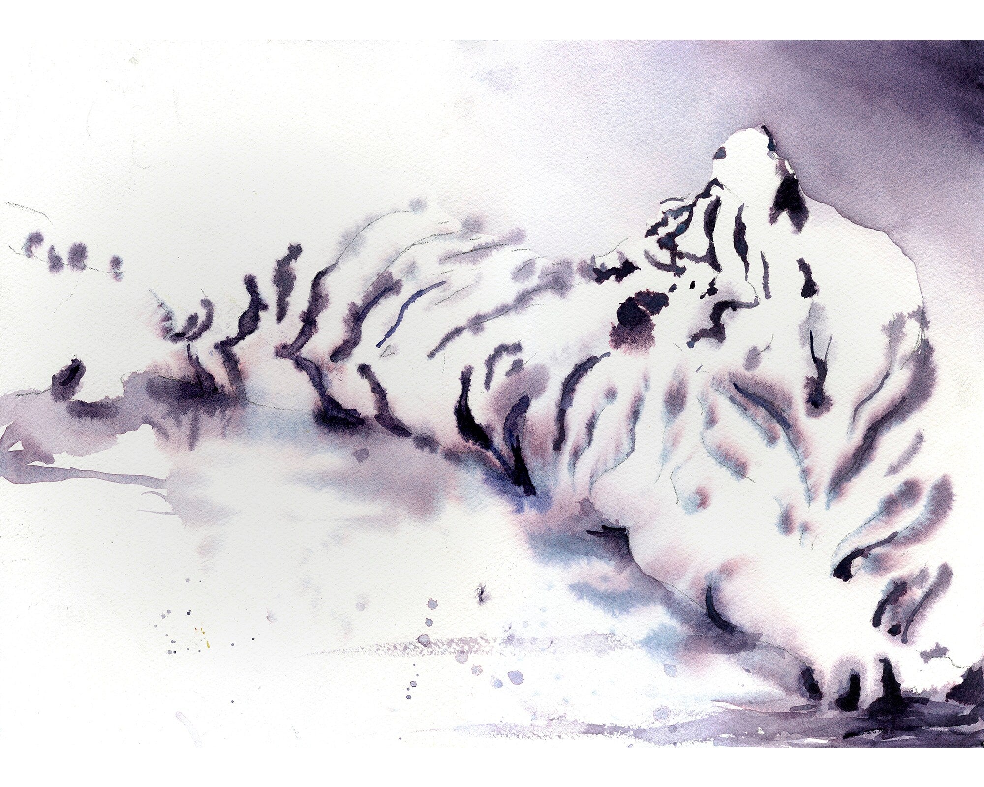 Tiger lying on ground. Tiger art watercolor painting monochromatic Afr ...